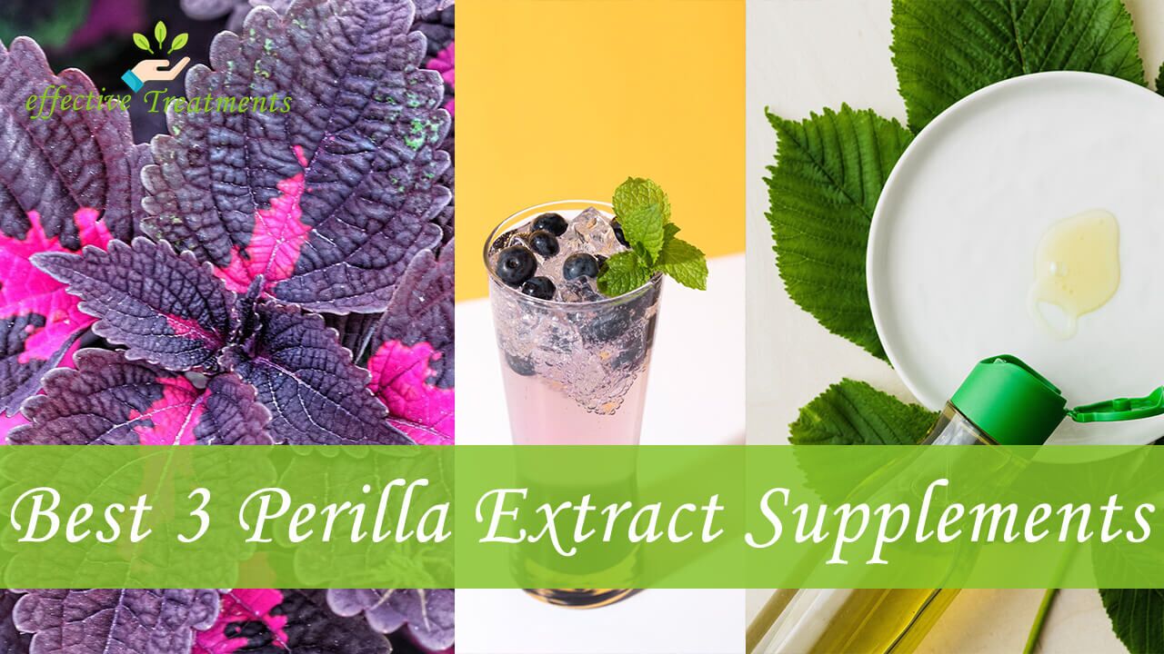 The 12 Crucial Perilla Leaves Health Benefits For Your Body