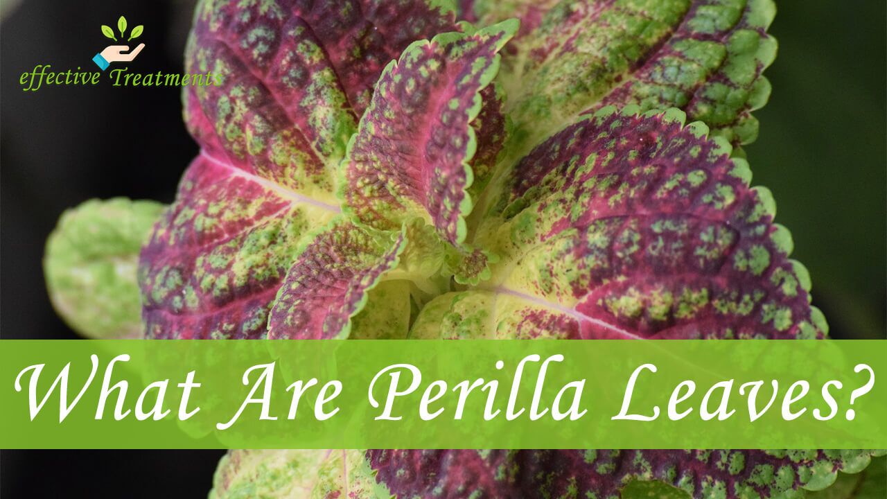 The 12 Crucial Perilla Leaves Health Benefits For Your Body