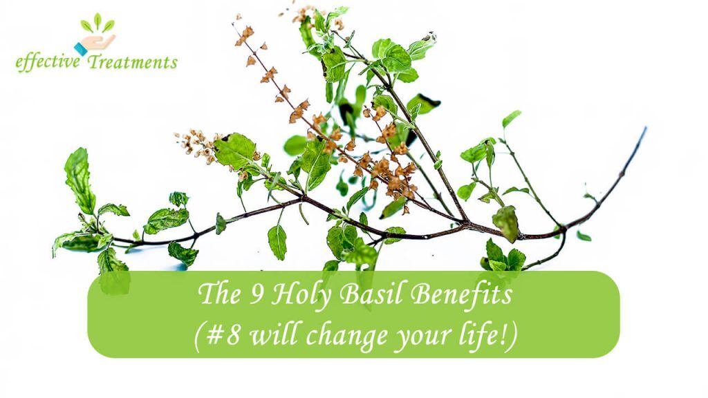 The 9 Holy Basil Benefits (#8 will change your life!)