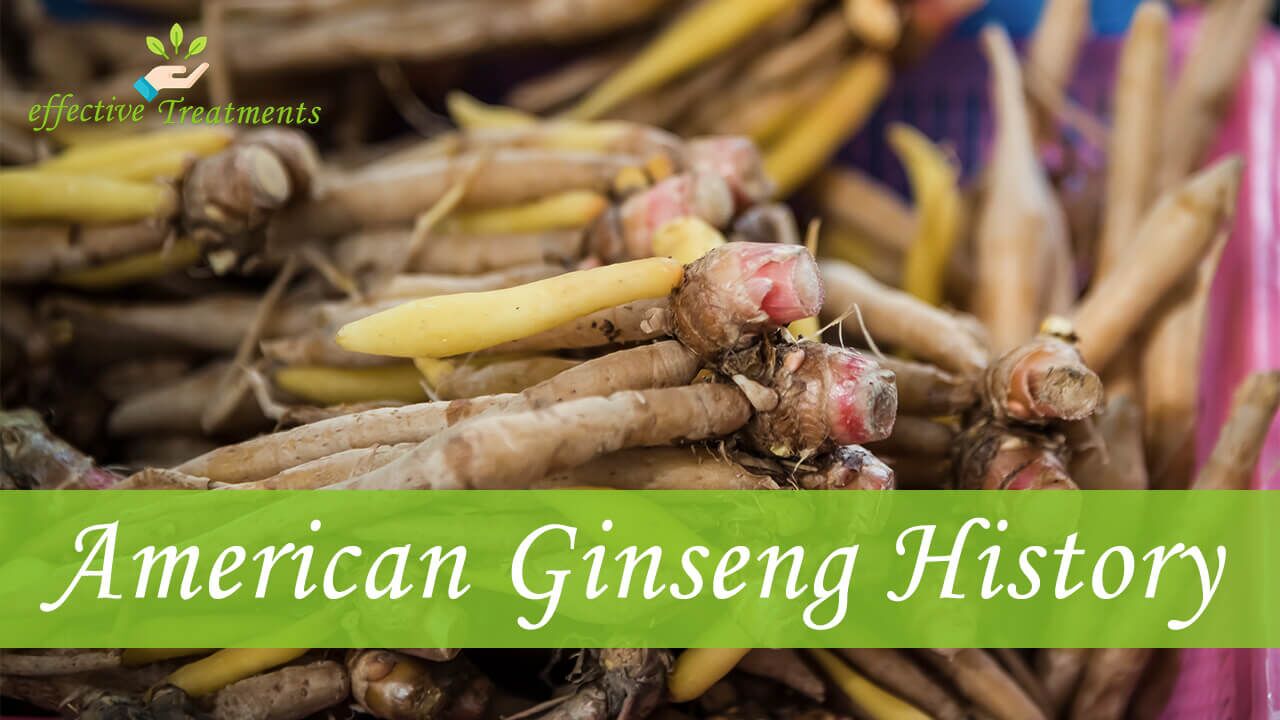 The 12 Charming American Ginseng Benefits [#5 Is Huge]