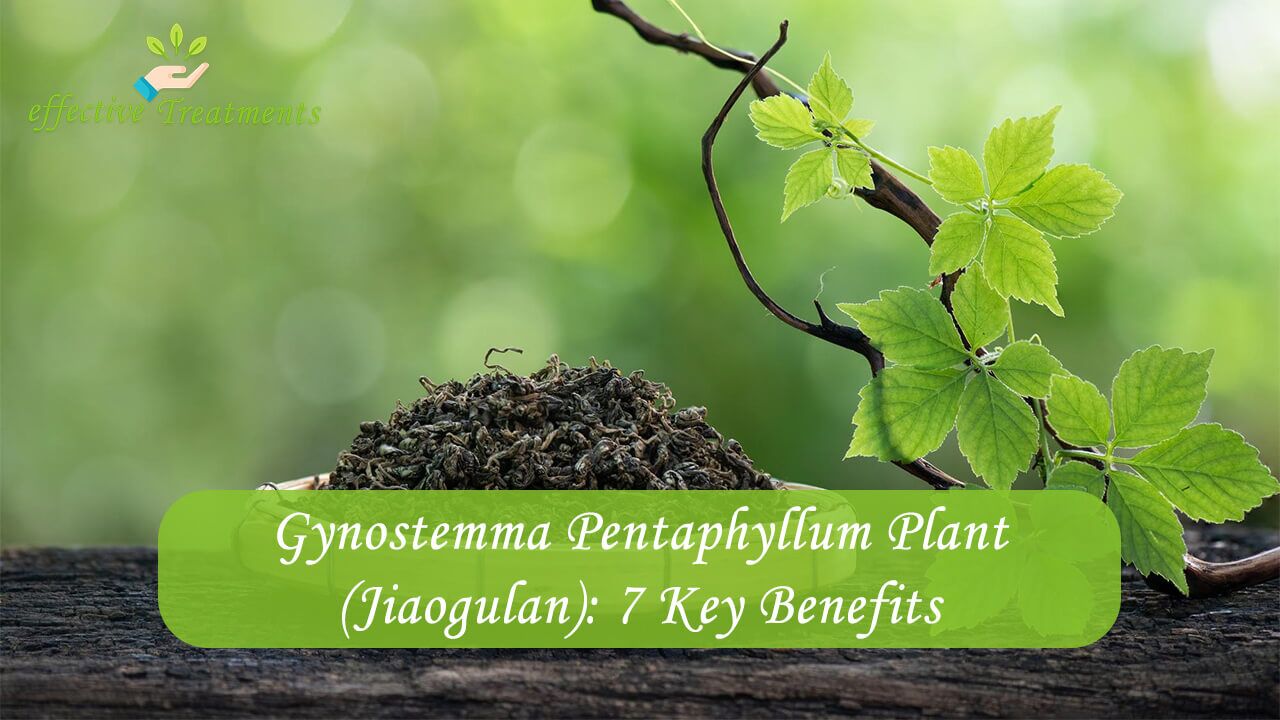 Gynostemma Pentaphyllum Plant (Jiaogulan): 7 Key Benefits