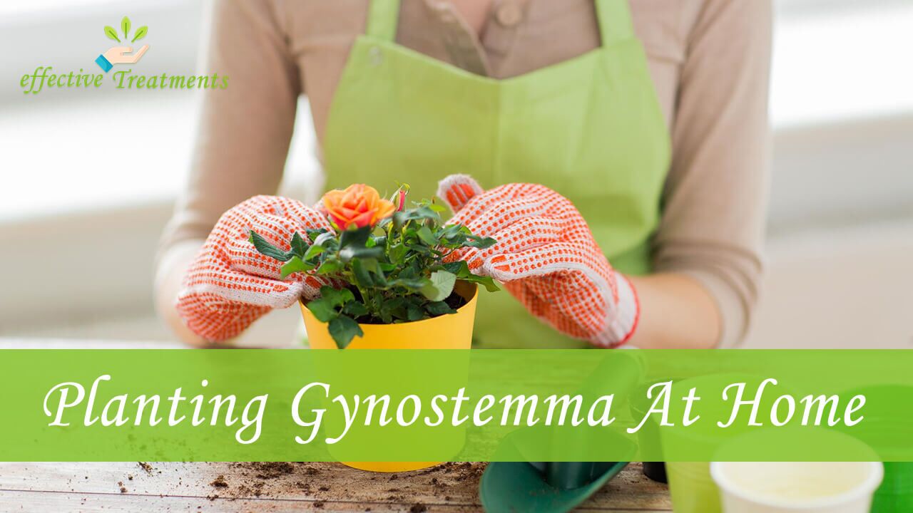 Gynostemma Pentaphyllum Plant (Jiaogulan): 7 Key Benefits